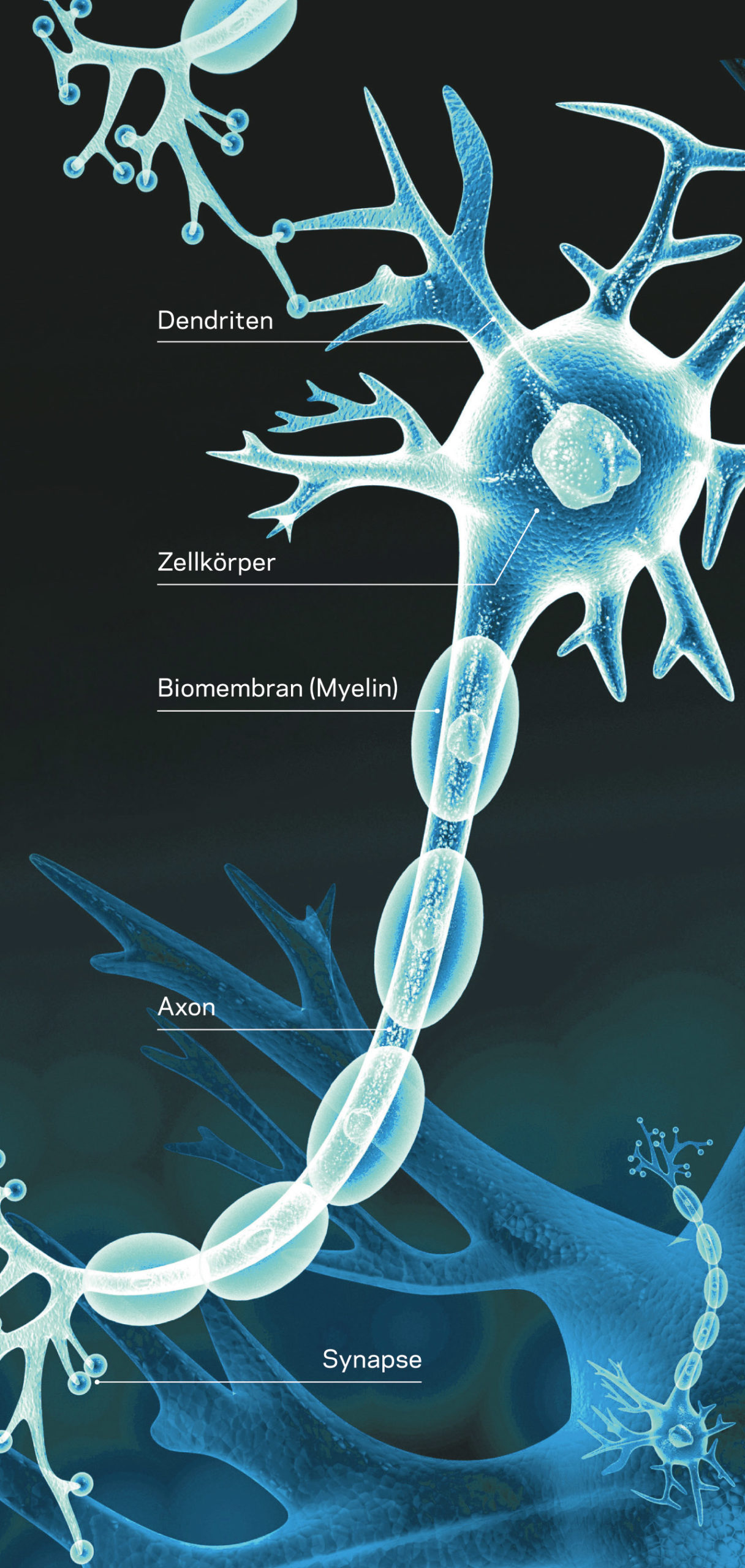 Gehirn - Orthomed Orthomolekulare Ernährungsmedizin